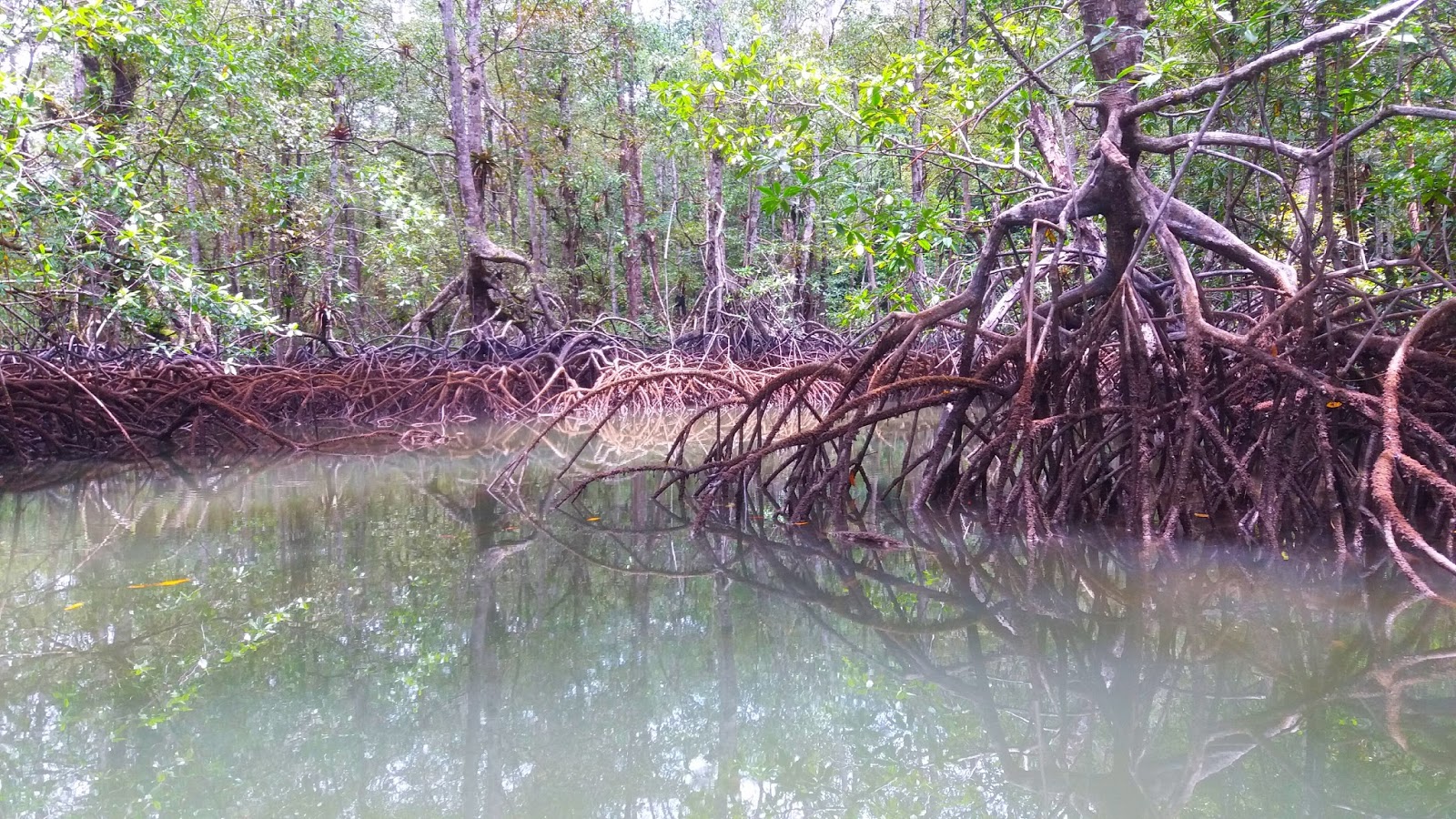 especies marinas: ¿CUANTOS MANGLARES HAY EN COLOMBIA?