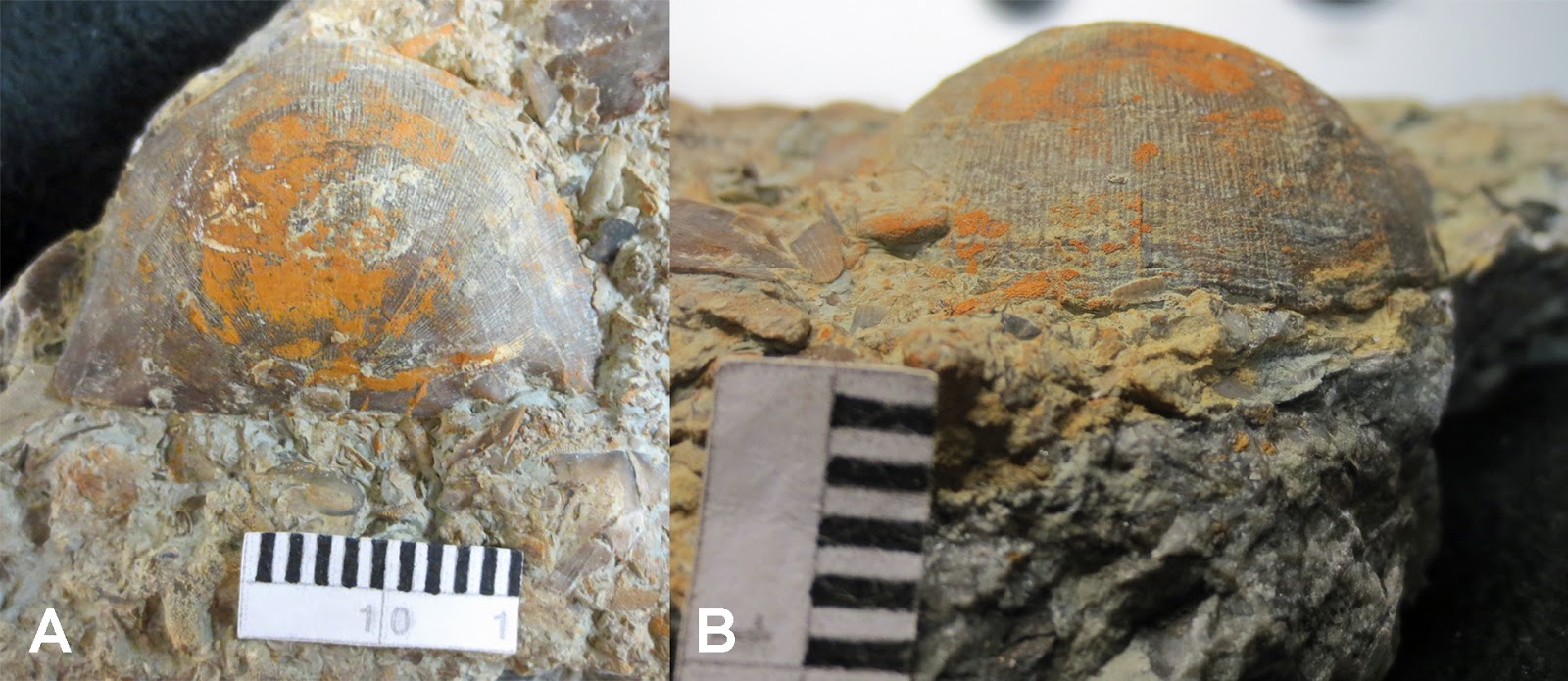 Equatorial Minnesota: Big Ordovician brachiopods: Strophomena and friends