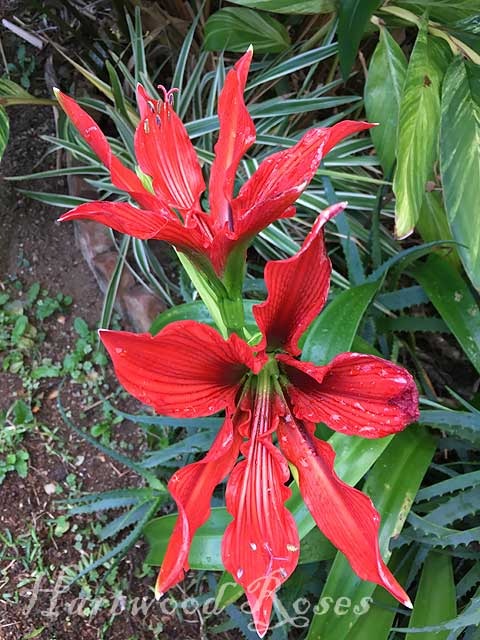 Hartwood Roses: Beautiful Bermuda