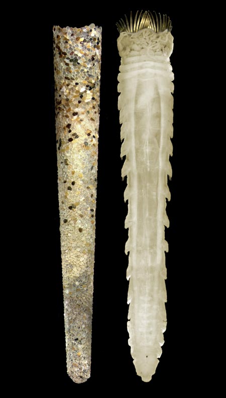 Real Monstrosities: Ice Cream Cone Worm