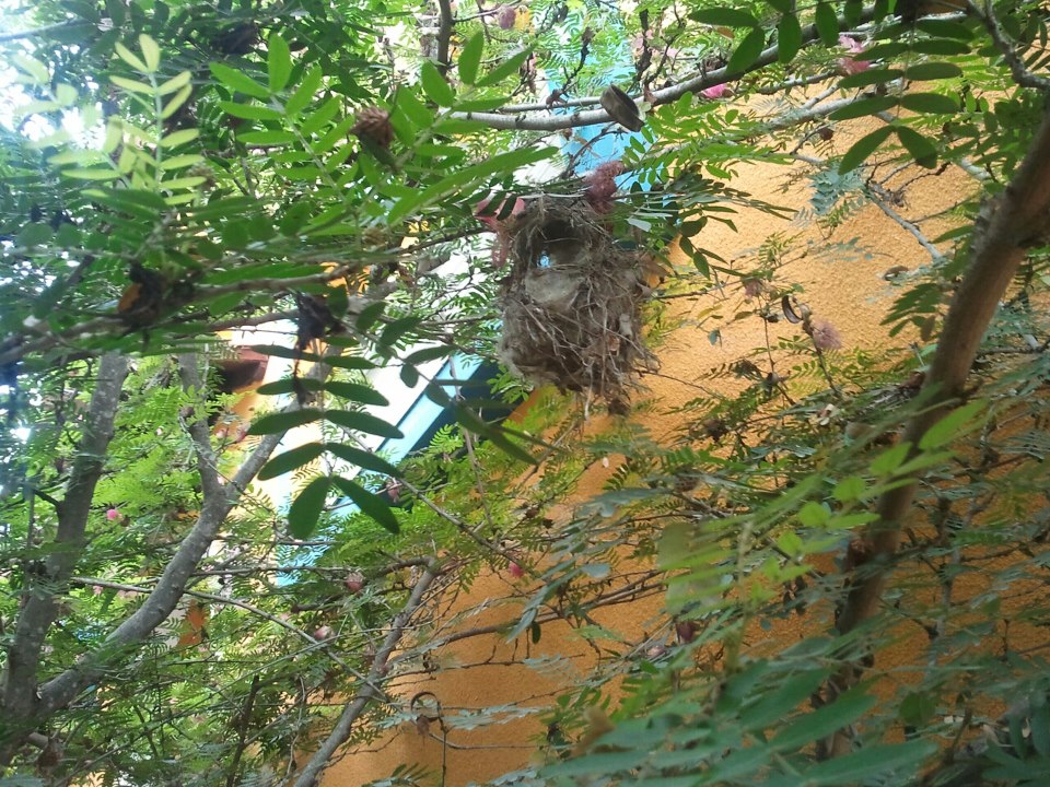 PazzaPazza: NEMUNOKI - THE SLEEPING TREE