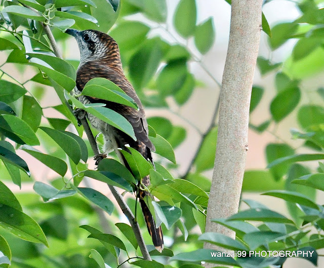 wanzai99 PHOTOGRAPHY: Burung Sewah Tahu