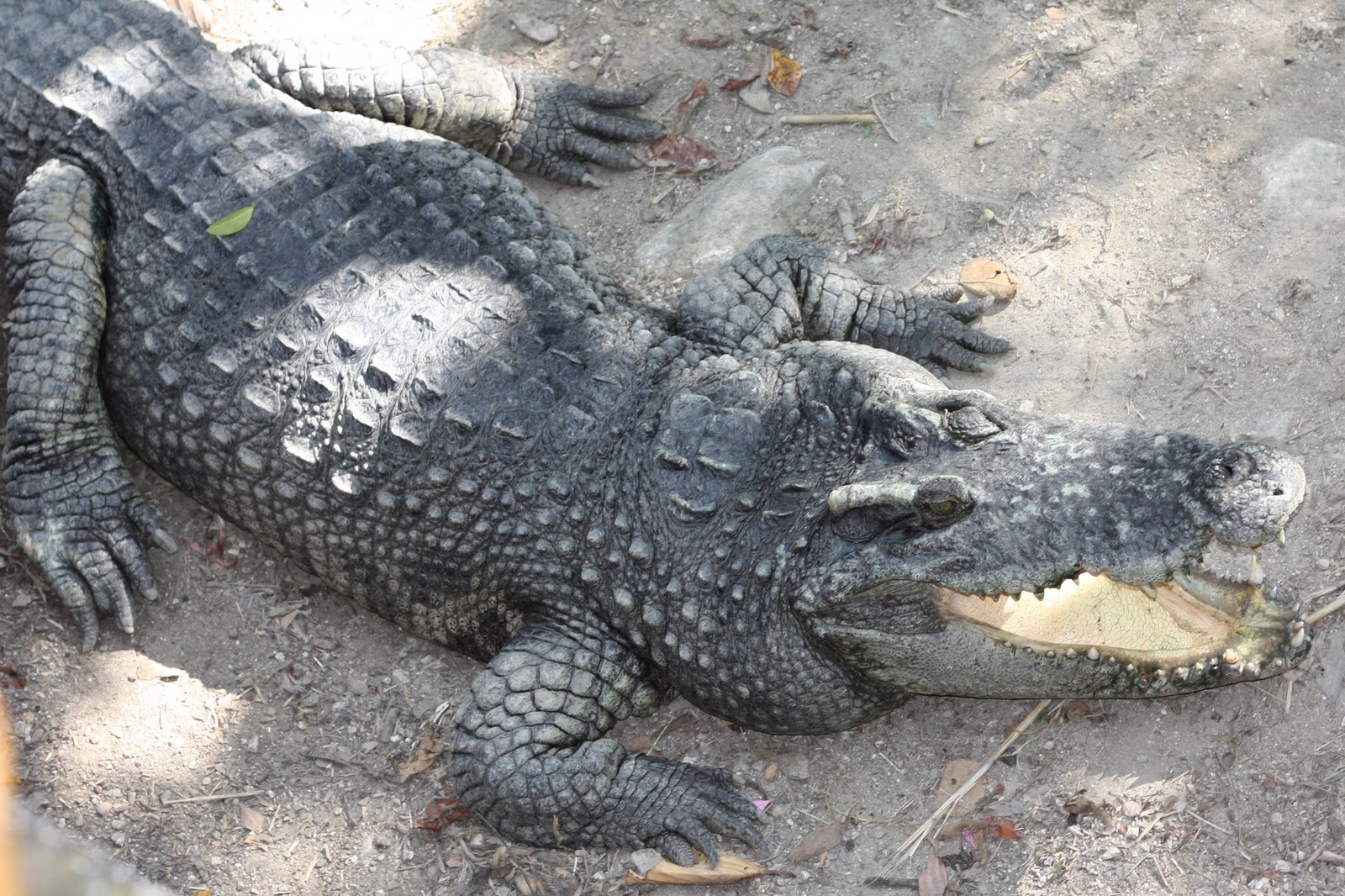 {I Can Do ALL Things}: The Hungry, Hungry Crocodile