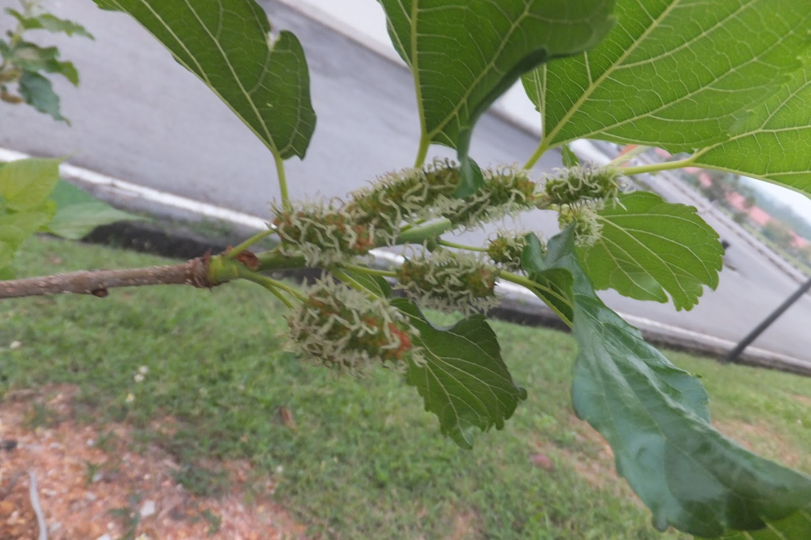 My AGRI LOG: PENGALAMAN MENANAM POKOK MULBERRY
