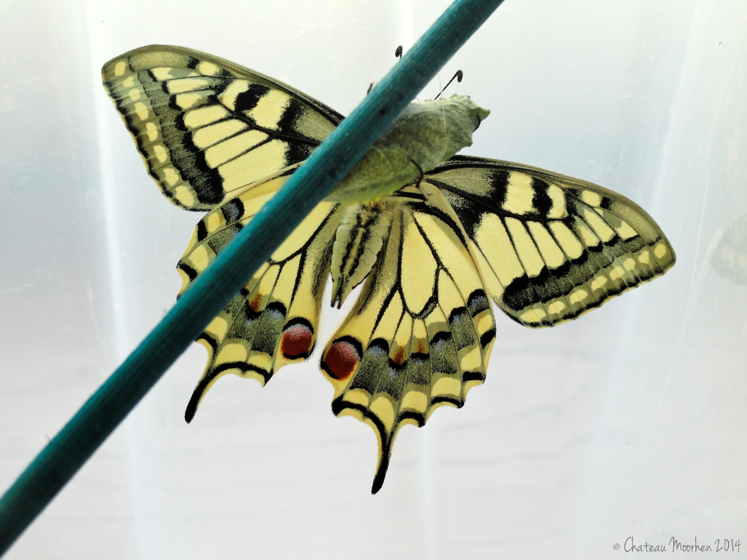 Chateau Moorhen..... goes south!: Raising Swallowtails - Part 10 - The ...