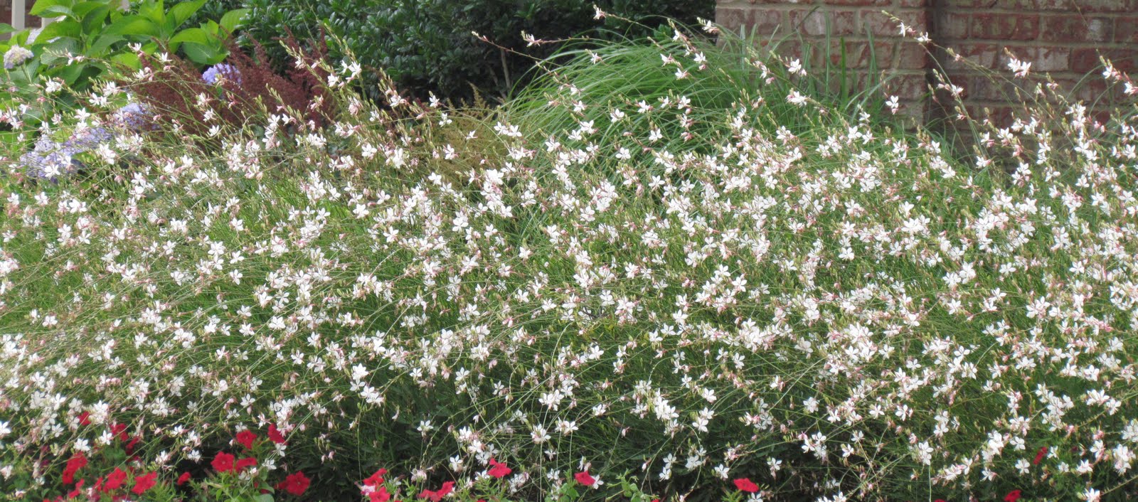 bwisegardening: June2011 Garden Blogger's Bloom Day