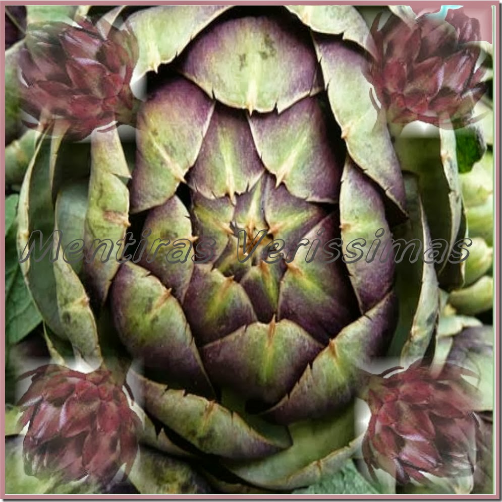 Alcachofra. Desenvolvimento e cultivo. - Mentiras veríssimas