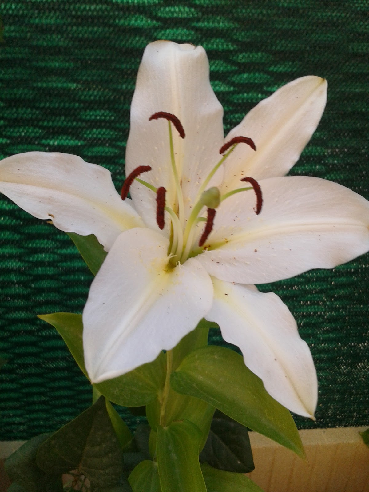 Mil flores: Azucena "Espíritu Inocente"