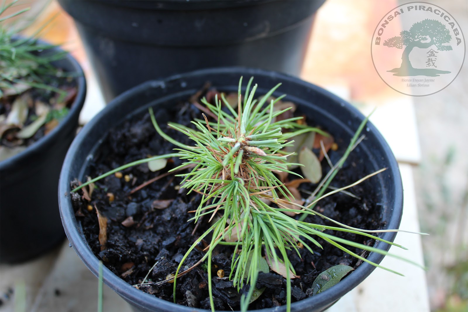 Bonsai: Mudas de Pinheiro Negro