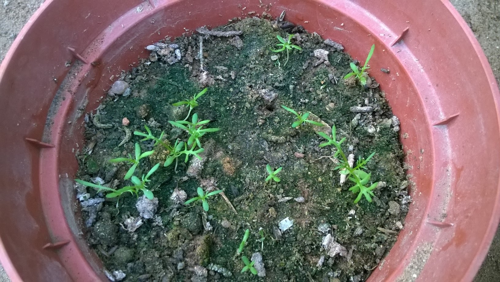 How to Grow Chamomile From seed indoors