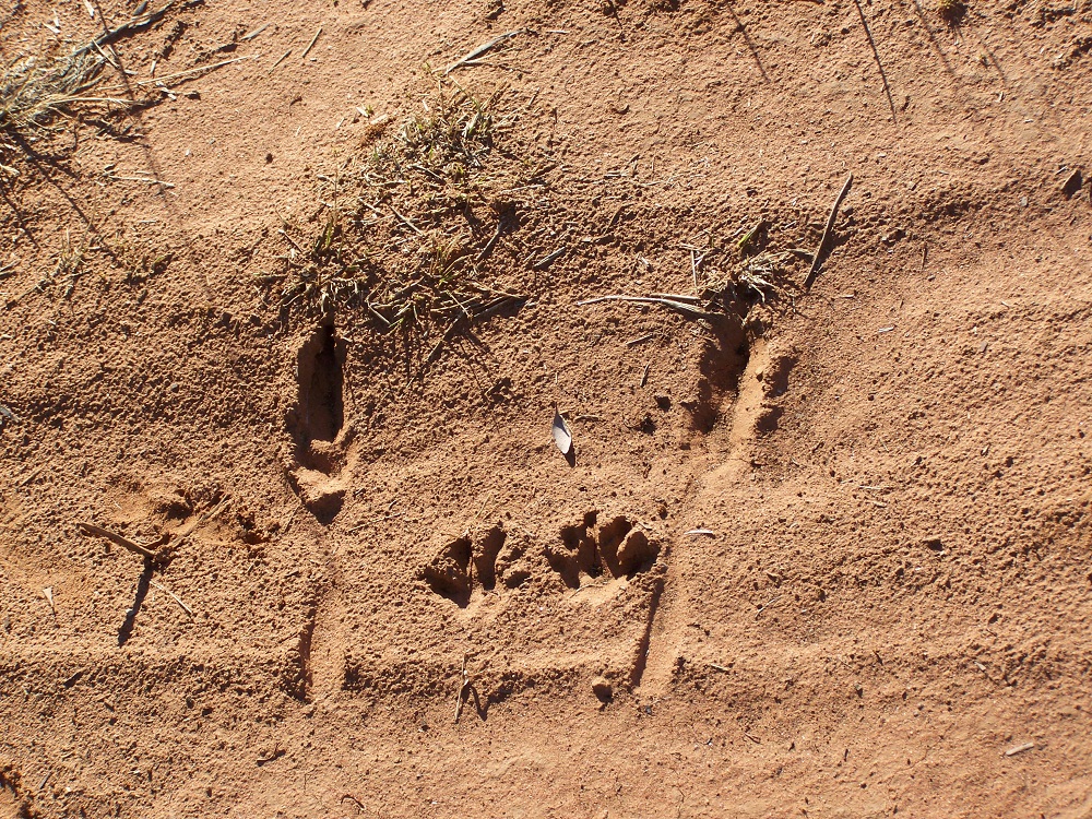 Red's Australia!: Aussie ABC - K is for Kangaroo!