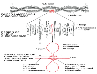 Explain Lampbrush Chromosomes With Diagram
