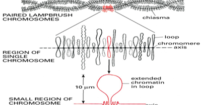 Where Lampbrush Chromosomes First Found