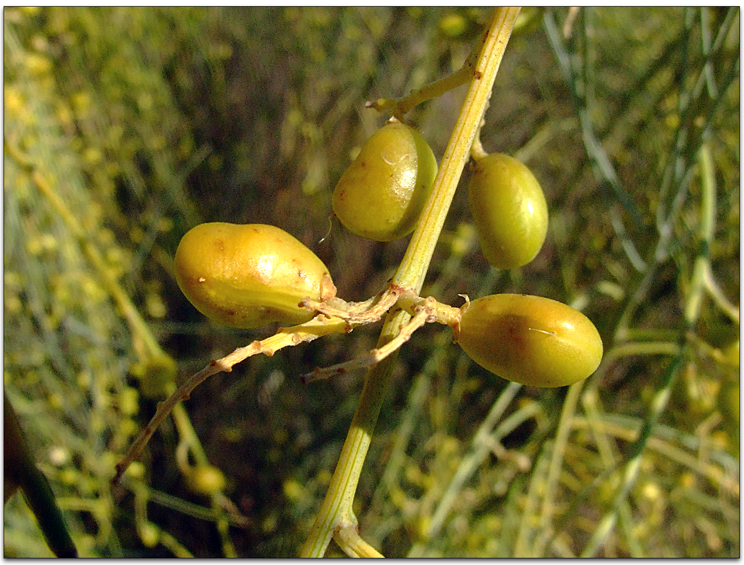 rocayflor: Camino de El Pueyo. Retama sphaerocarpa. "escobizón, retama"