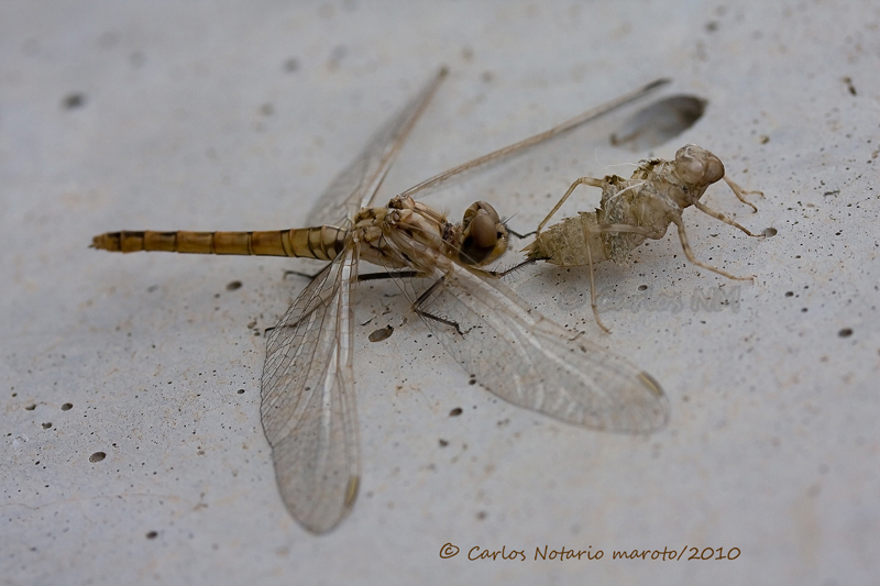 Ojos de Libélula: El nacimiento de una Libélula