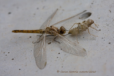 Ojos de Libélula: El nacimiento de una Libélula