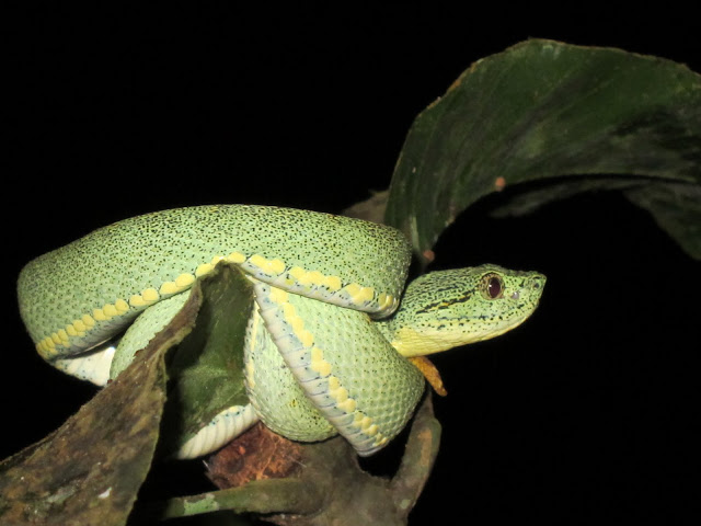 La Selva Esmeralda.: 2011-07-24