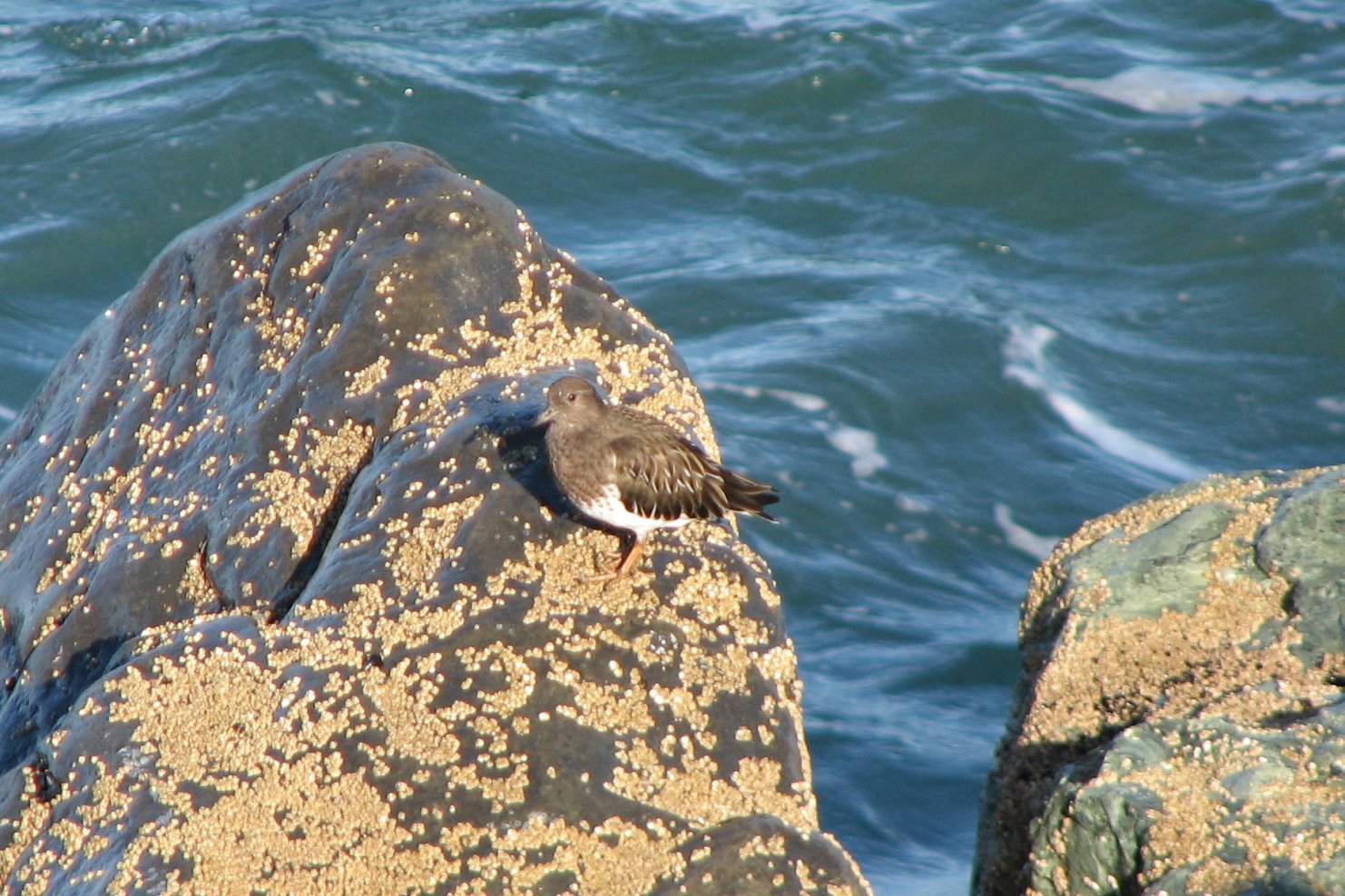 Andy Frank: Least Flycatcher, Surfbird, Black Turnstone, Ruby-crowned ...