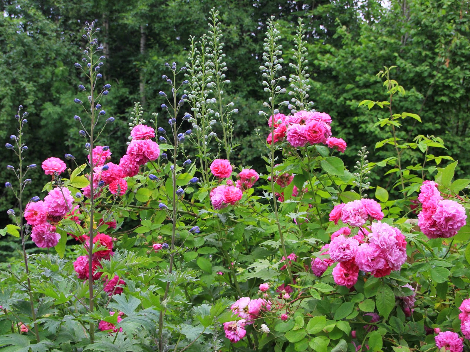 Torils garden: Seven Sisters Rose var spesielt vakker i fjor sommer