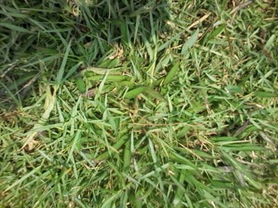 Rumput embun untuk lapangan ~ Arya Flower Landscape