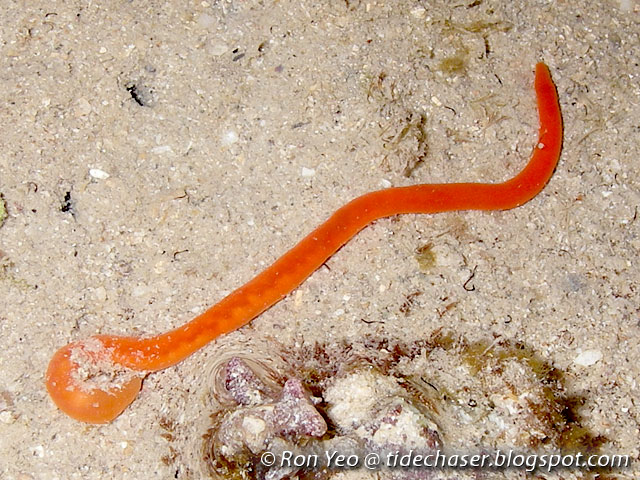 tHE tiDE cHAsER: Ribbon Worms (Phylum Nemertea) of Singapore
