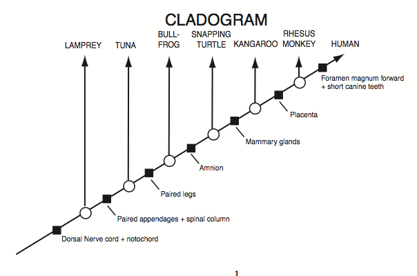 does kangaroo have canine teeth short