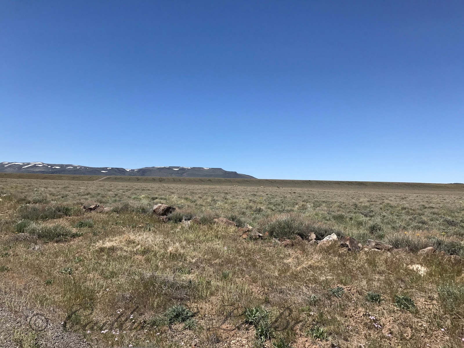 Northwest Butterflies: Steens Mountain and Catlow Valley