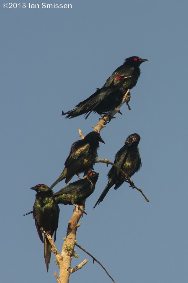 A passion for birds...: Paluma Range NP