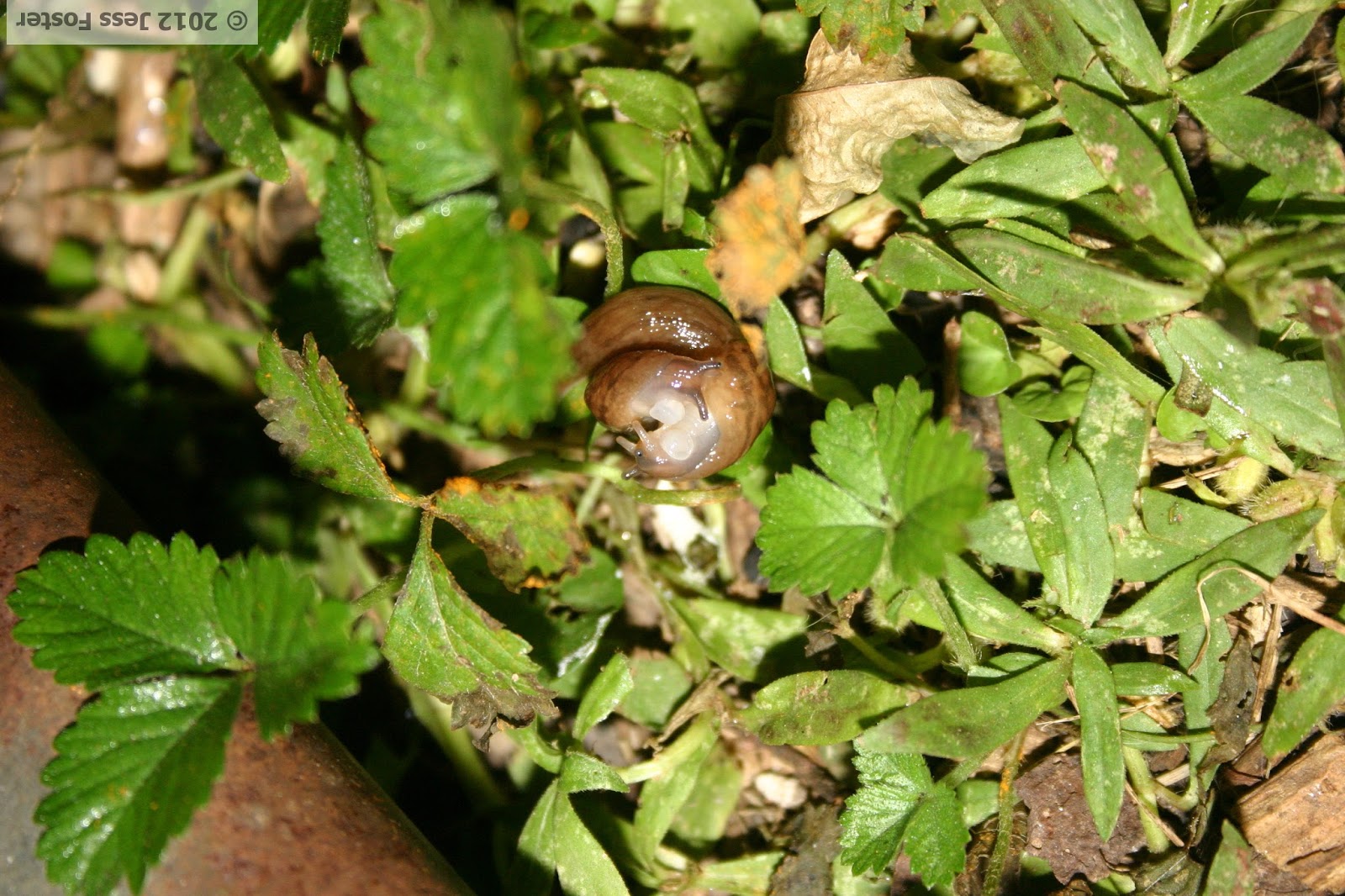 Sluggin' Along: Mating Slugs: Copulation - Penial Appendix - Part 1