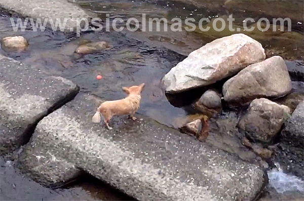 PSICOLMASCOT: El Perro Que Juega Solo en el Río.