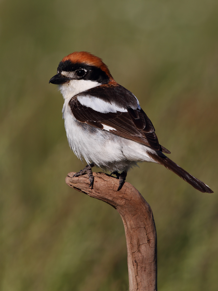Miguel Velázquez : Alcaudón Común ( Lanius Senator )