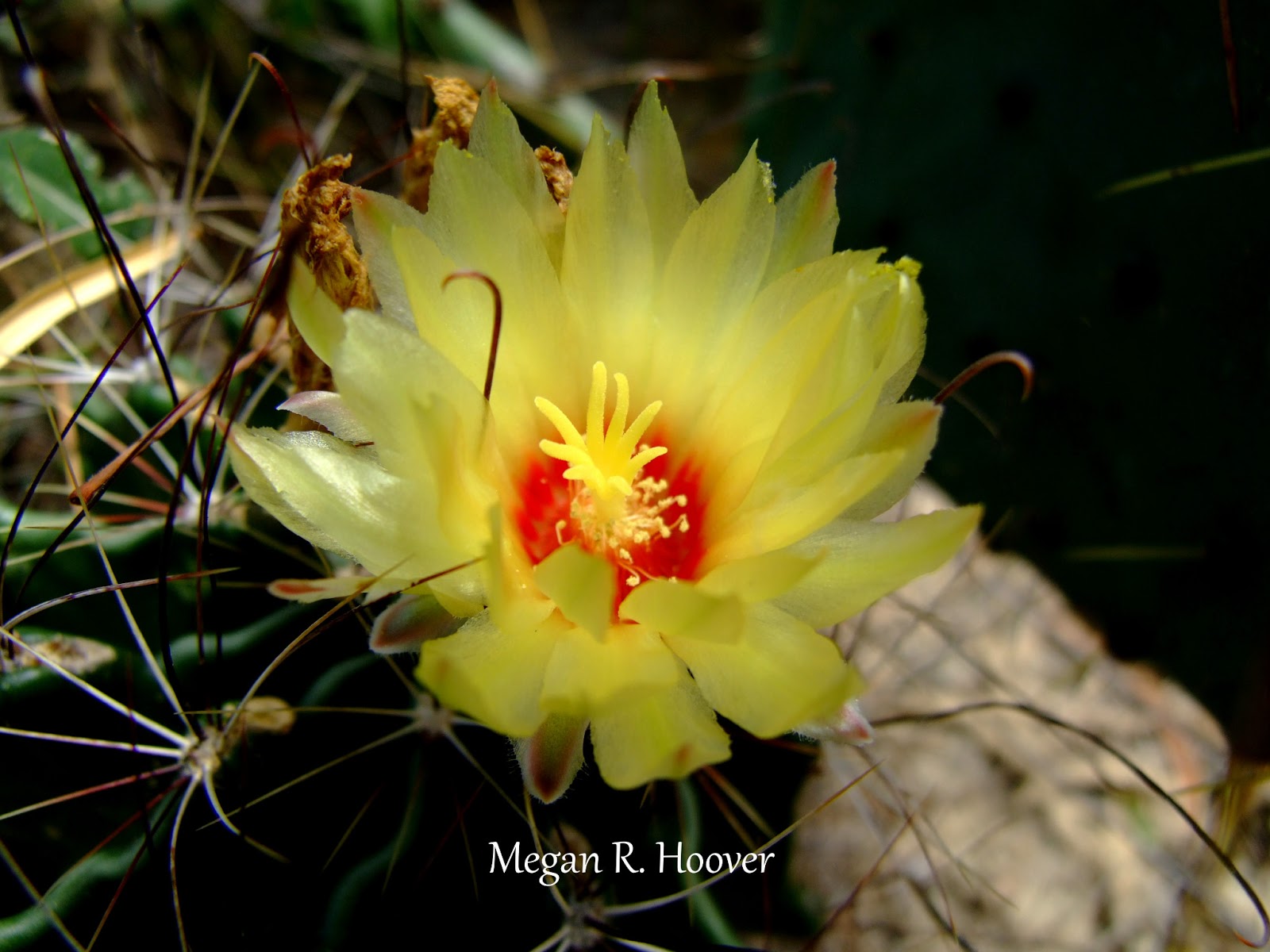 Meg's Nature Photography Blog: Yellow Fish-hook cactus flower ...