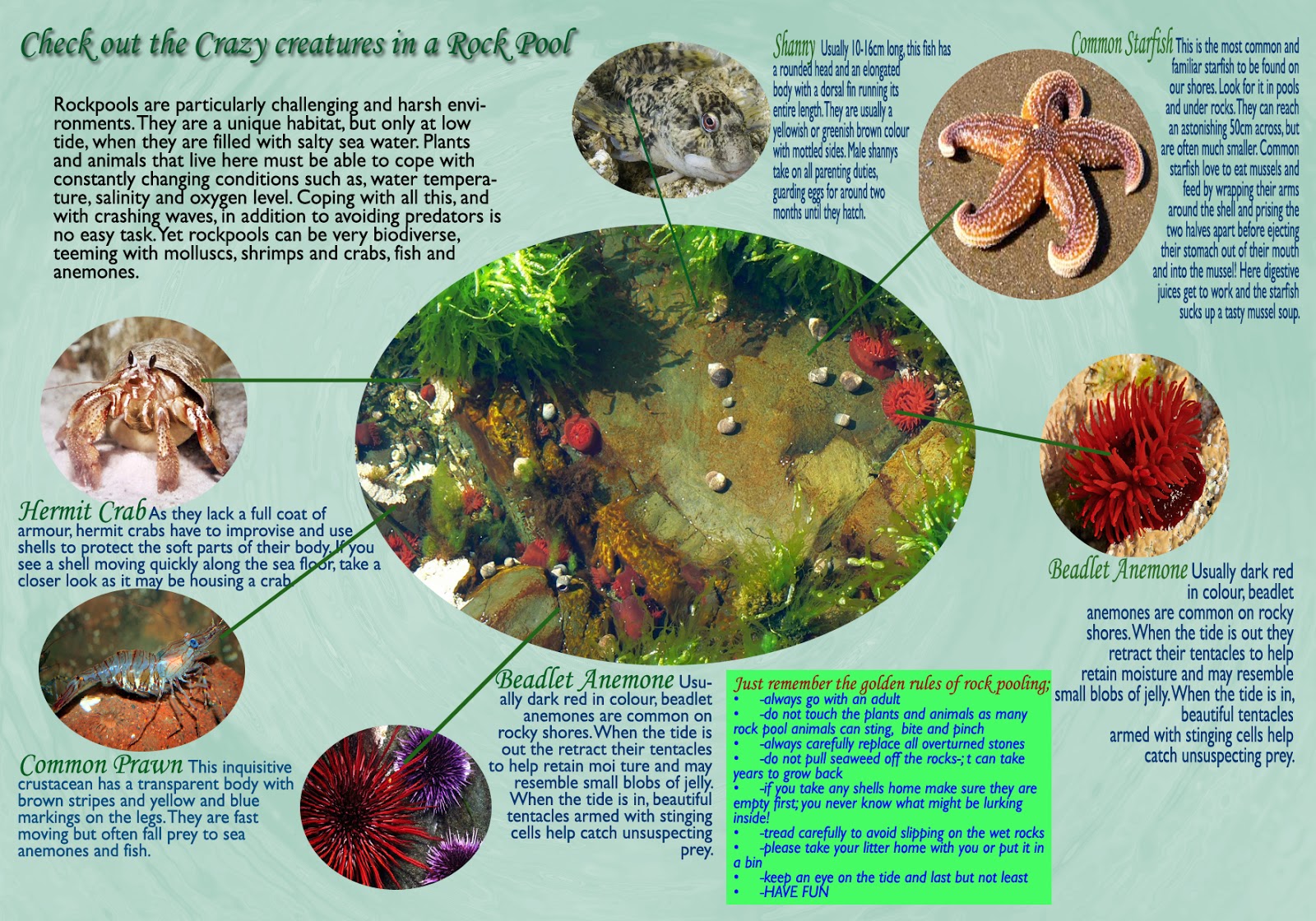 Elaine's Children's Book Design Journal