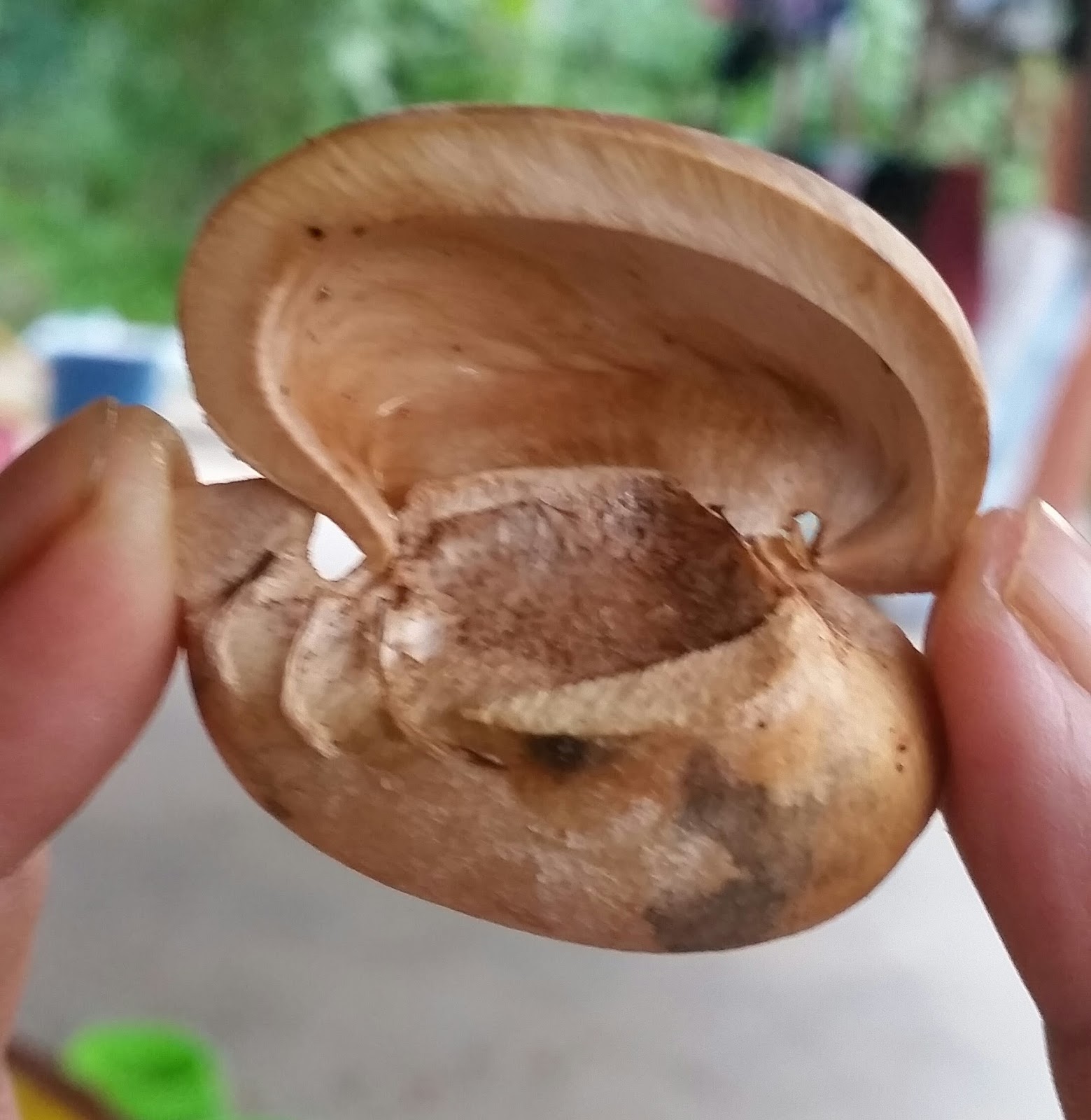 Warisan Petani: Buah Getah.