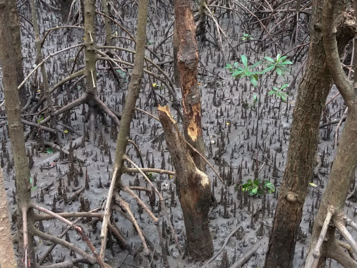 Queensland Coast: June 2017