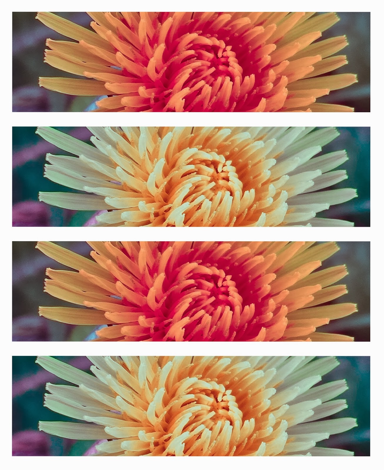 Emily Murray's Photos: Color Grids Project