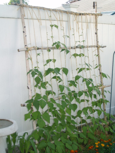 leaning string bean trellis - garden favorite