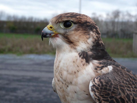 Dies und Das vom Neckarstrand: Dies und Das und die Falken