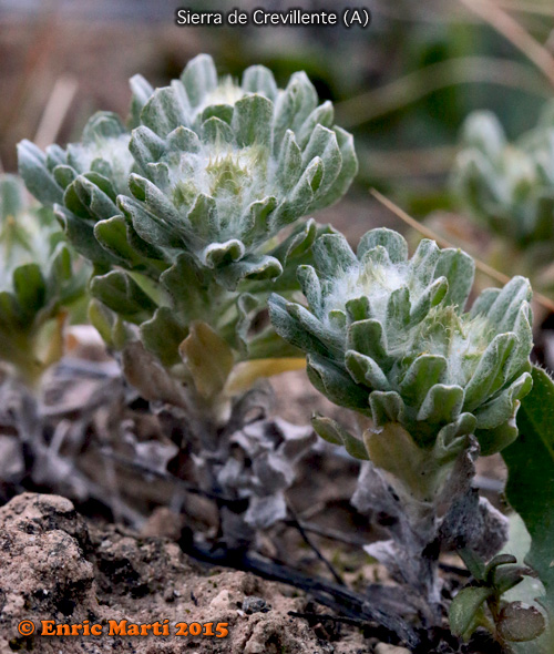Asteraceae: Filago congesta - Flores Silvestres del Mediterráneo