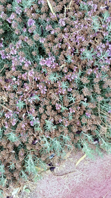 Xtremehorticulture of the Desert: Consider Fruity Germander Groundcover ...