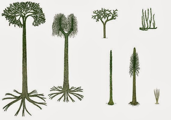 Salameandering: Two Forms, Same Plant