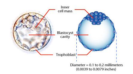 Structure Of Blastocyst |Genetic Engineering Info