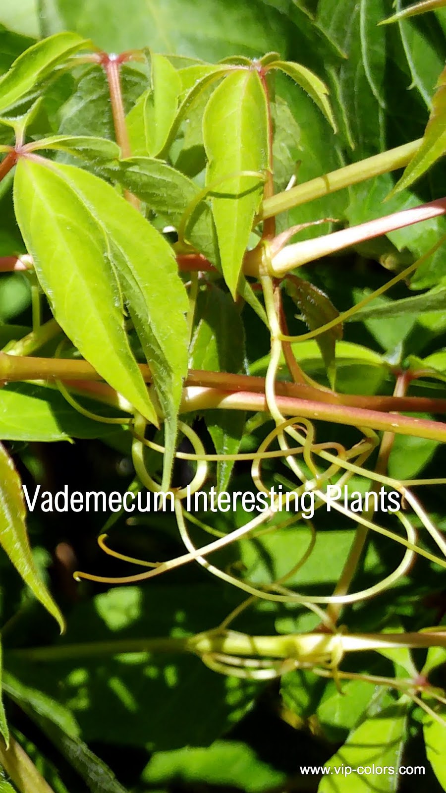 Vademecum Interesting Plants: Parthenocissus quinquefolia - Winobluszcz ...
