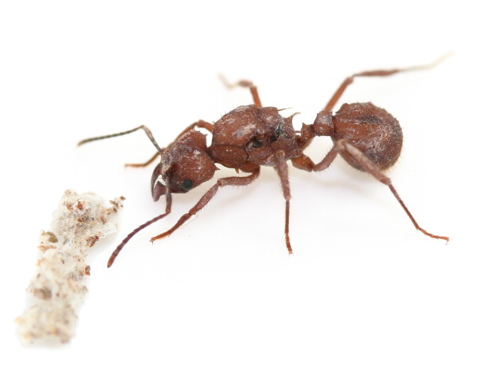 O Império Myrmex: Acromyrmex (pt)