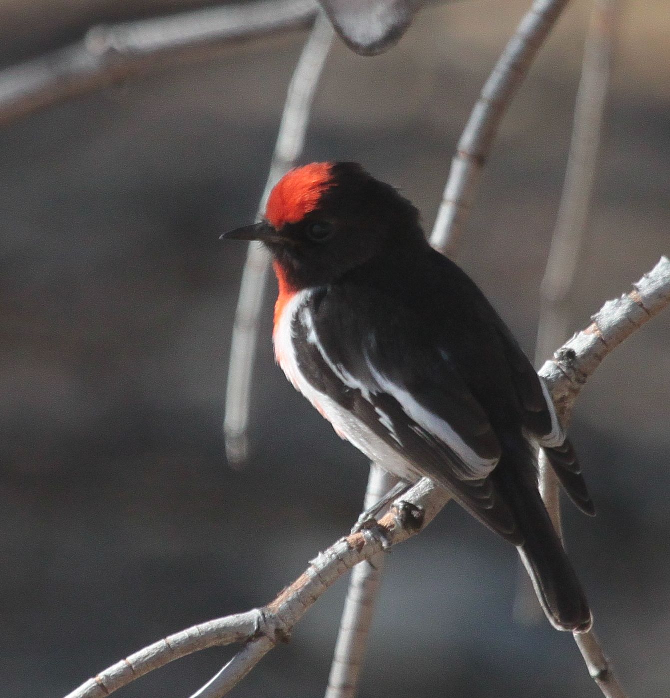 Richard Waring's Birds of Australia: Red-capped Robin - what a ...