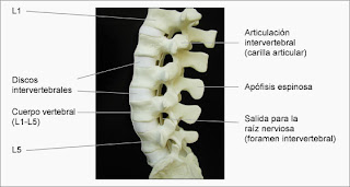 Columna Lumbar cinesiterapia: LA COLUMNA LUMBAR SANA