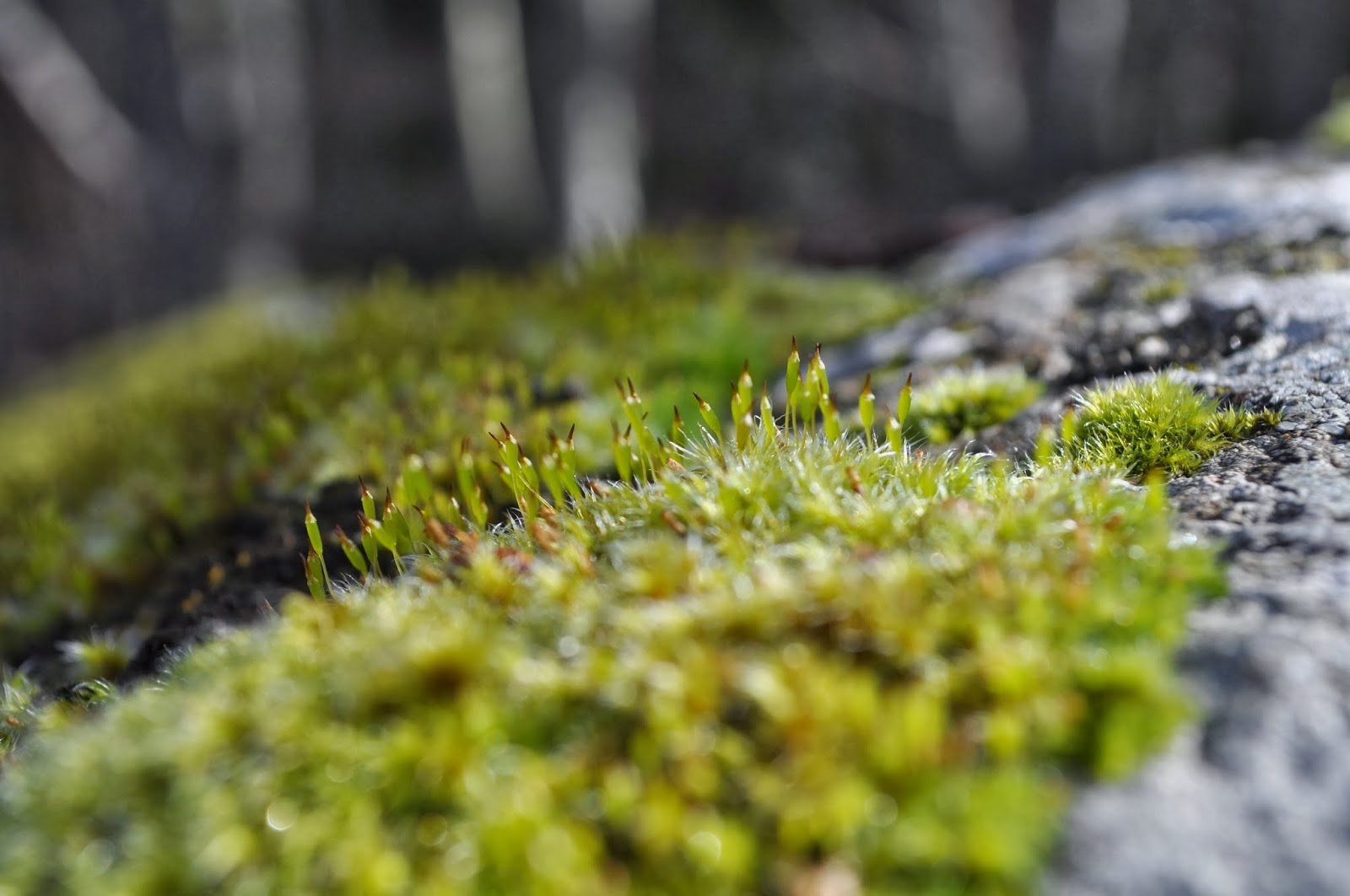 Forest Forestal: Musgo