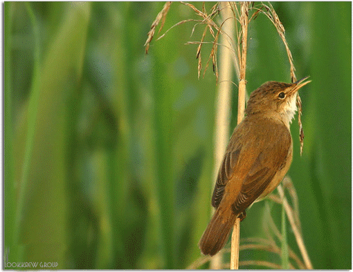 Kumpulan Animasi Gif Burung Bergerak - ANIMASI DAN GAMBAR BERGERAK