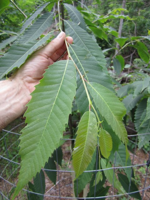 Princeton Nature Notes: Native American Chestnut in Princeton