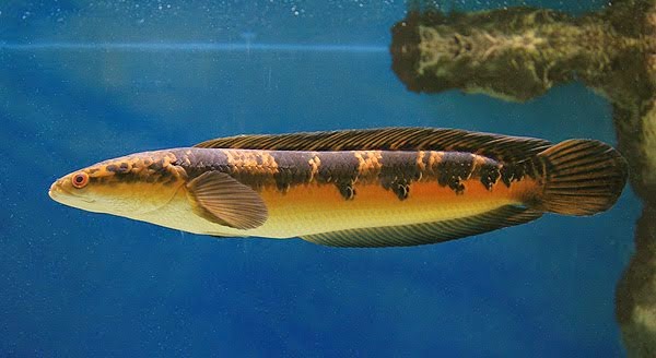 Mahamaya Hiko: Jenis jenis snakehead fish (Channidae family)